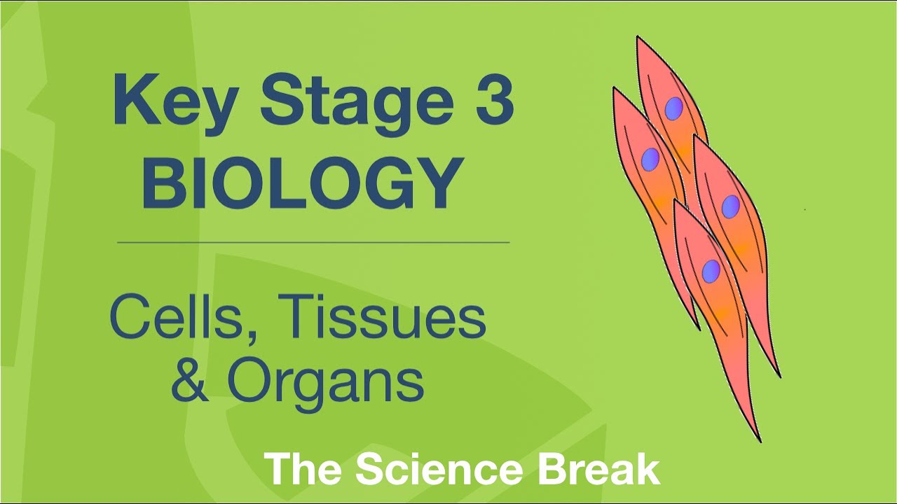 Key Stage 3 Biology - Cells, Tissues and Organs - YouTube