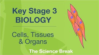 Key Stage 3 Science (Biology) - Structure of Cells | Doovi