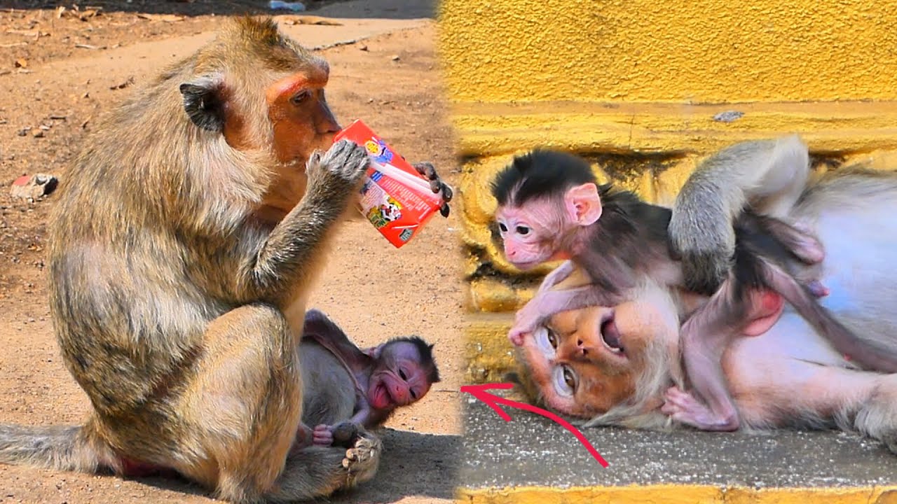 Cute baby RENO unh-appy when mom ca-reless and no energy to taking care ...