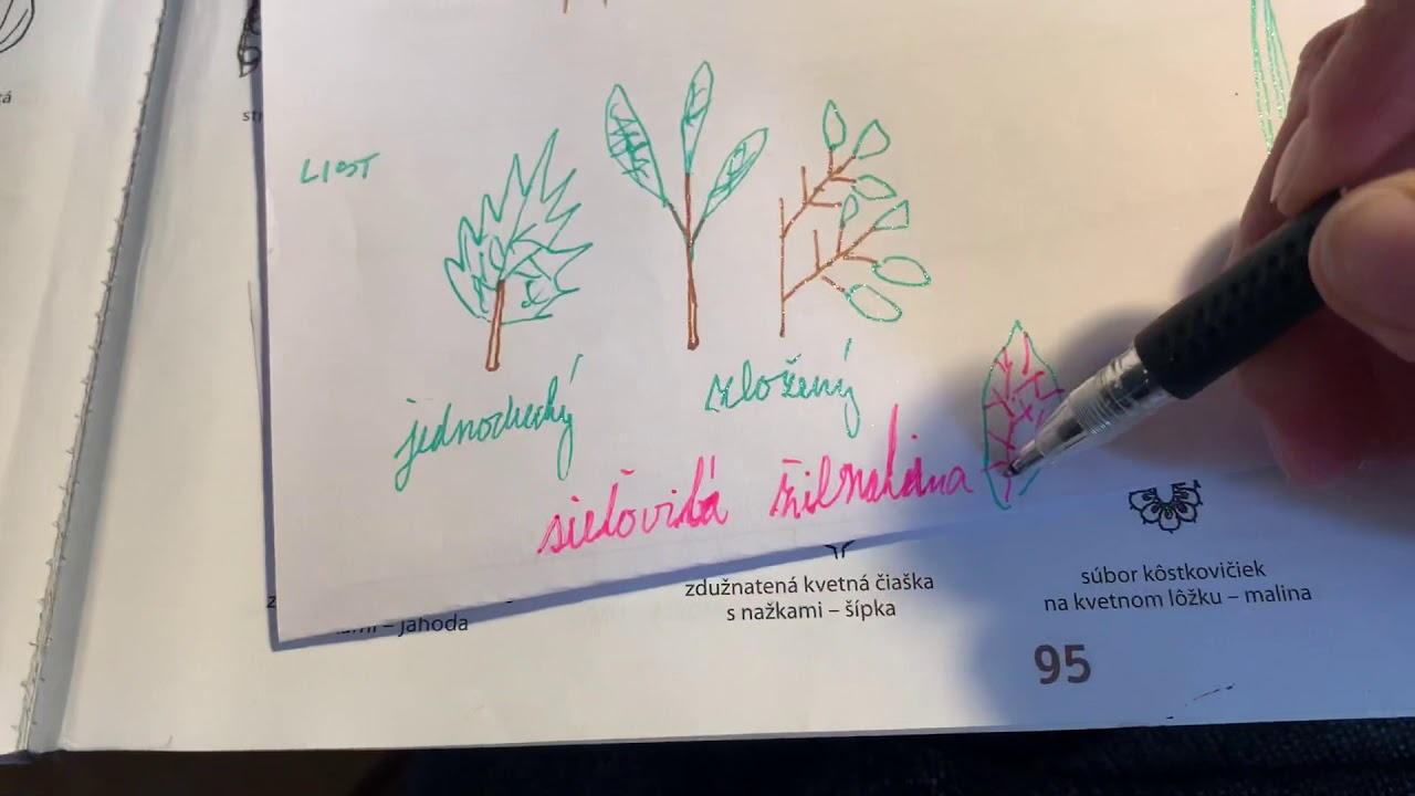 Stavba tela kvitnúcich rastlin - YouTube