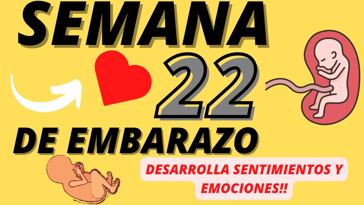 Semana 22 EMBARAZO (Sexto mes) SEMANA a SEMANA - YouTube