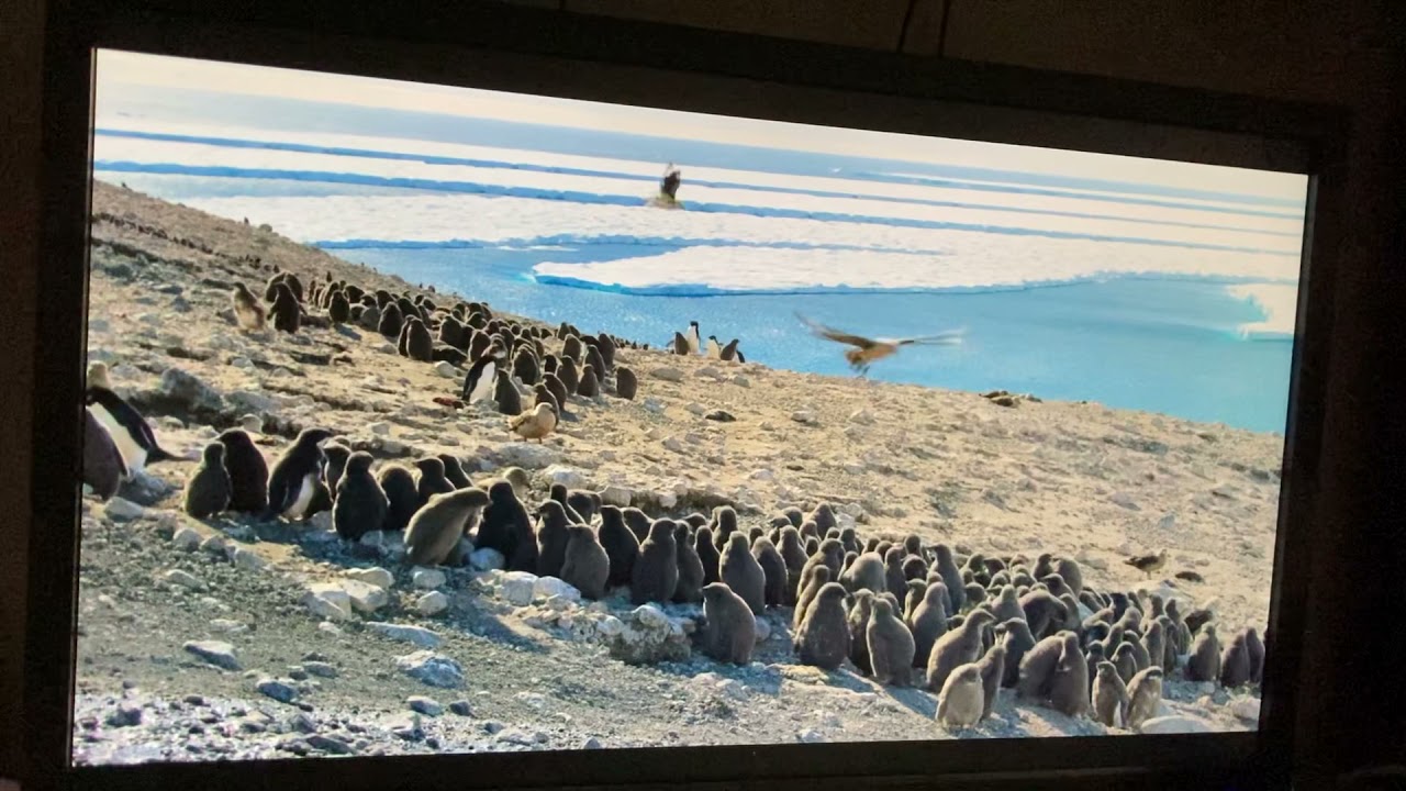 Disneynature Penguins 2019: Steve protecting his chicks! - YouTube