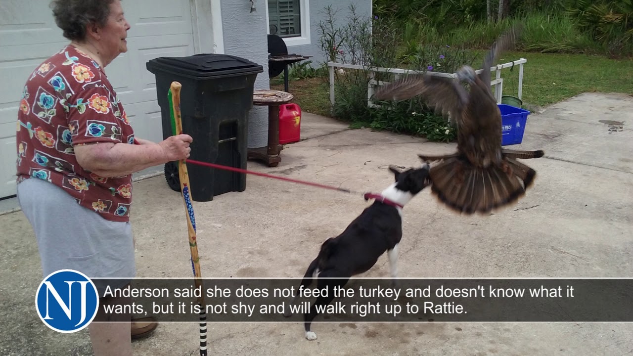Quirky turkey pays a visit - YouTube