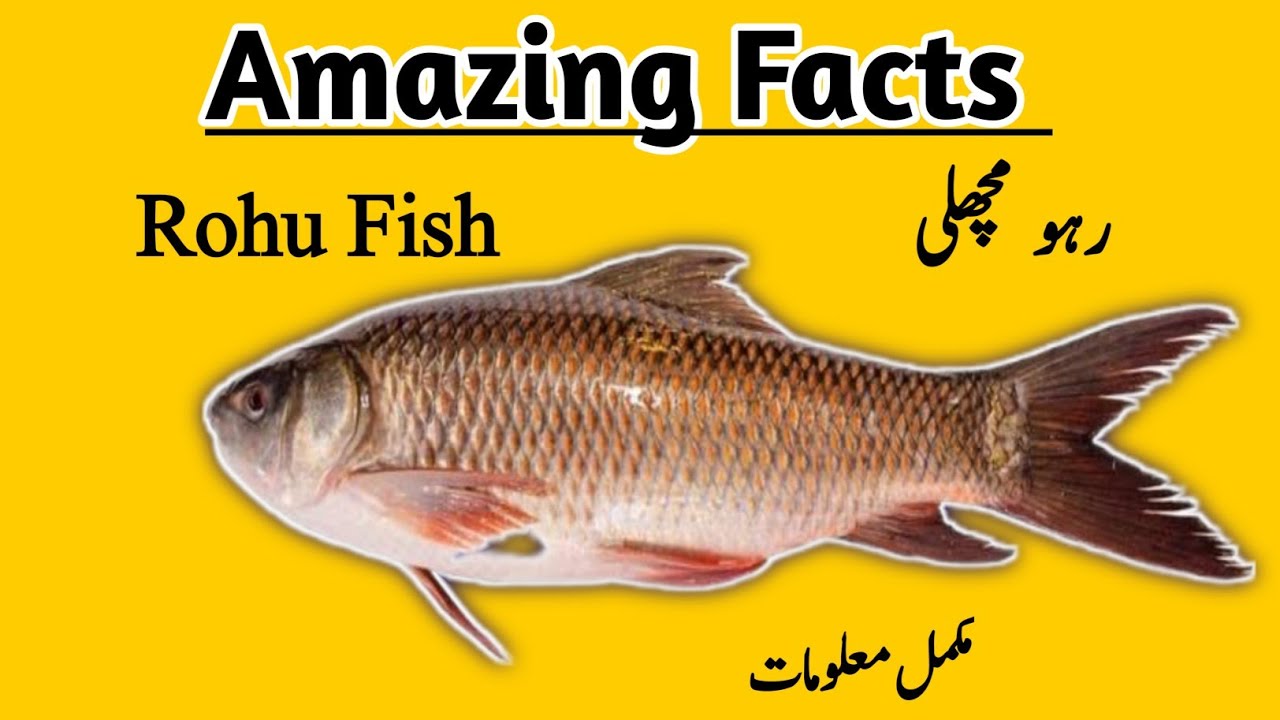 Rahu Fish | Rohu Fish Amazing Facts Complete information | Rohu Fish ...