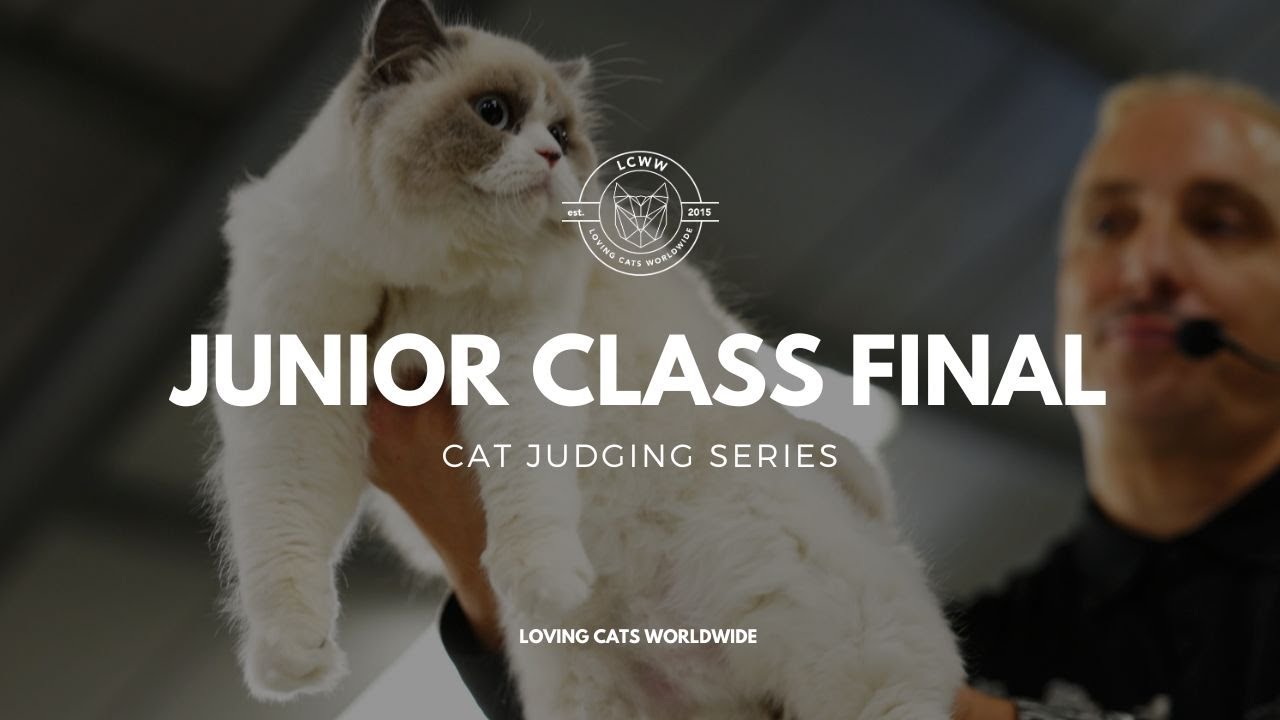 Cat Judging: Junior Class Final from Stafford Cat Extravaganza 2023 ...