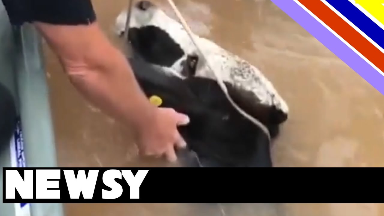 Cow rescued from certain drowning. - YouTube