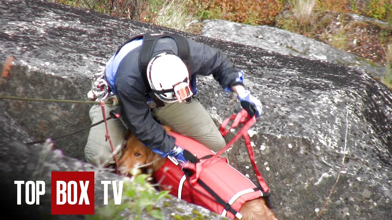 Can They Save This Dog? - Callout Search and Rescue - Dog Rescue/Rescue ...