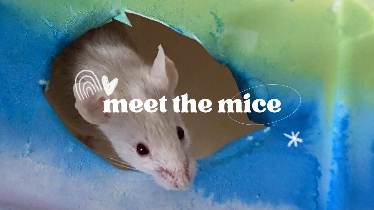 Meet my eight cute pet mice - YouTube