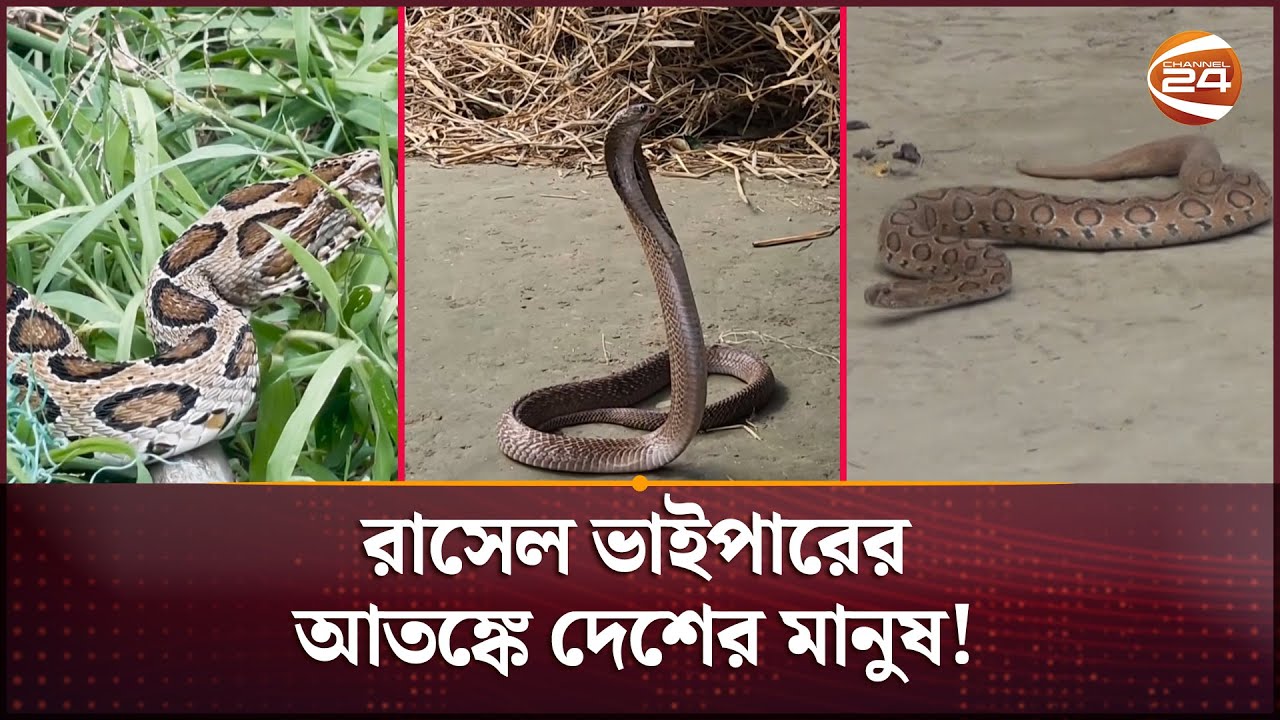 'রাসেল ভাইপার' আতঙ্কে দেশের অর্ধেক জেলার মানুষ | Rasel Viper | Channel ...