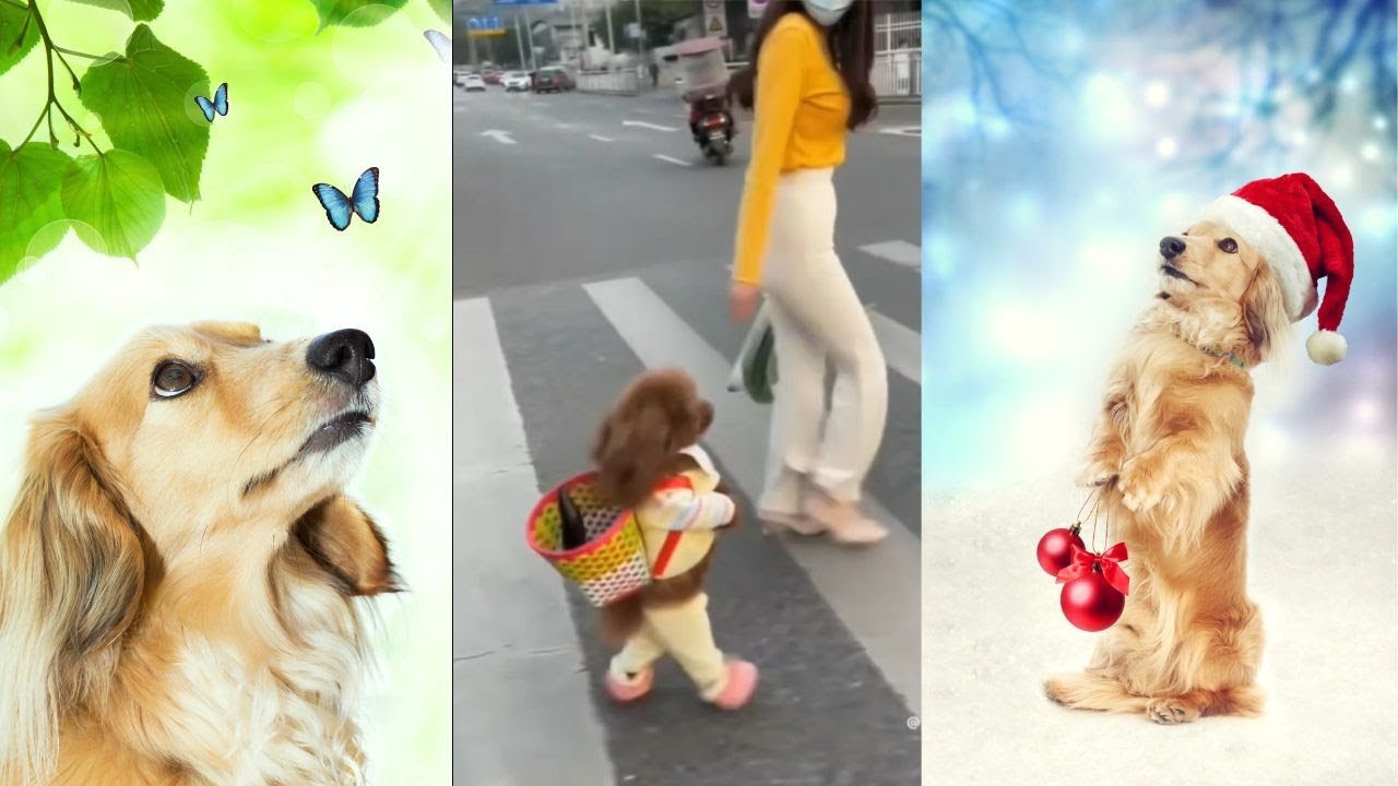 Dogs acting like humans - YouTube