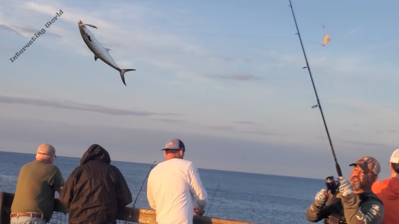 June 2 Navarre Beach fishing Pier Spanish Mackerel, Bonito, Hard Tail ...
