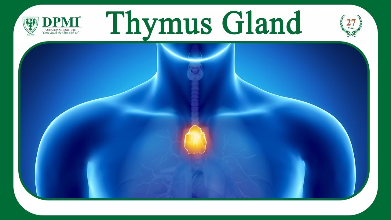 Thymus Gland: What is the Immune System of Thymus? The Role of the ...