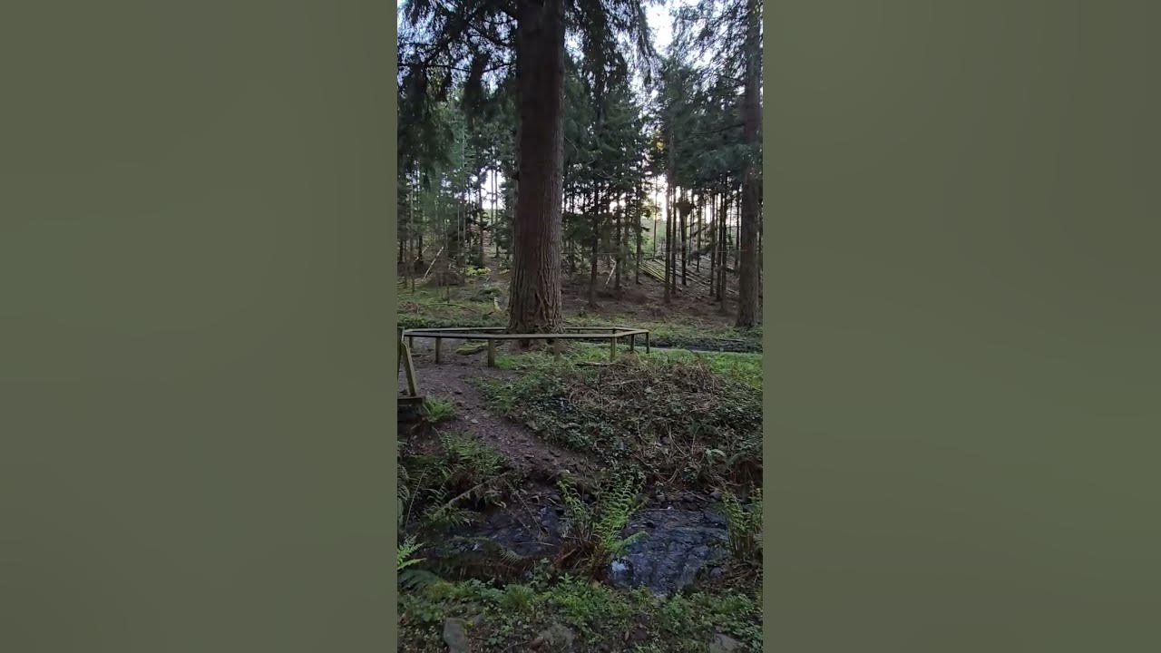 Good Morning From The Tallest Tree Trail At Nutcombe Bottom Dunster good-morning-from-the-tallest-tree-trail-at-nutcombe-bottom-dunster