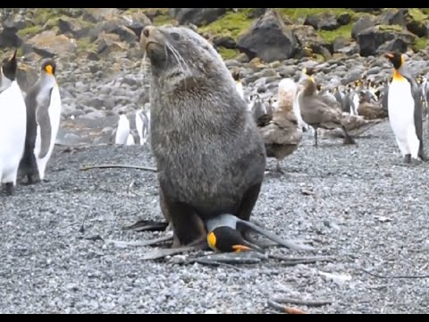 Fat Seal Absolutely Dominates Young Penguin | Live And In Colour
