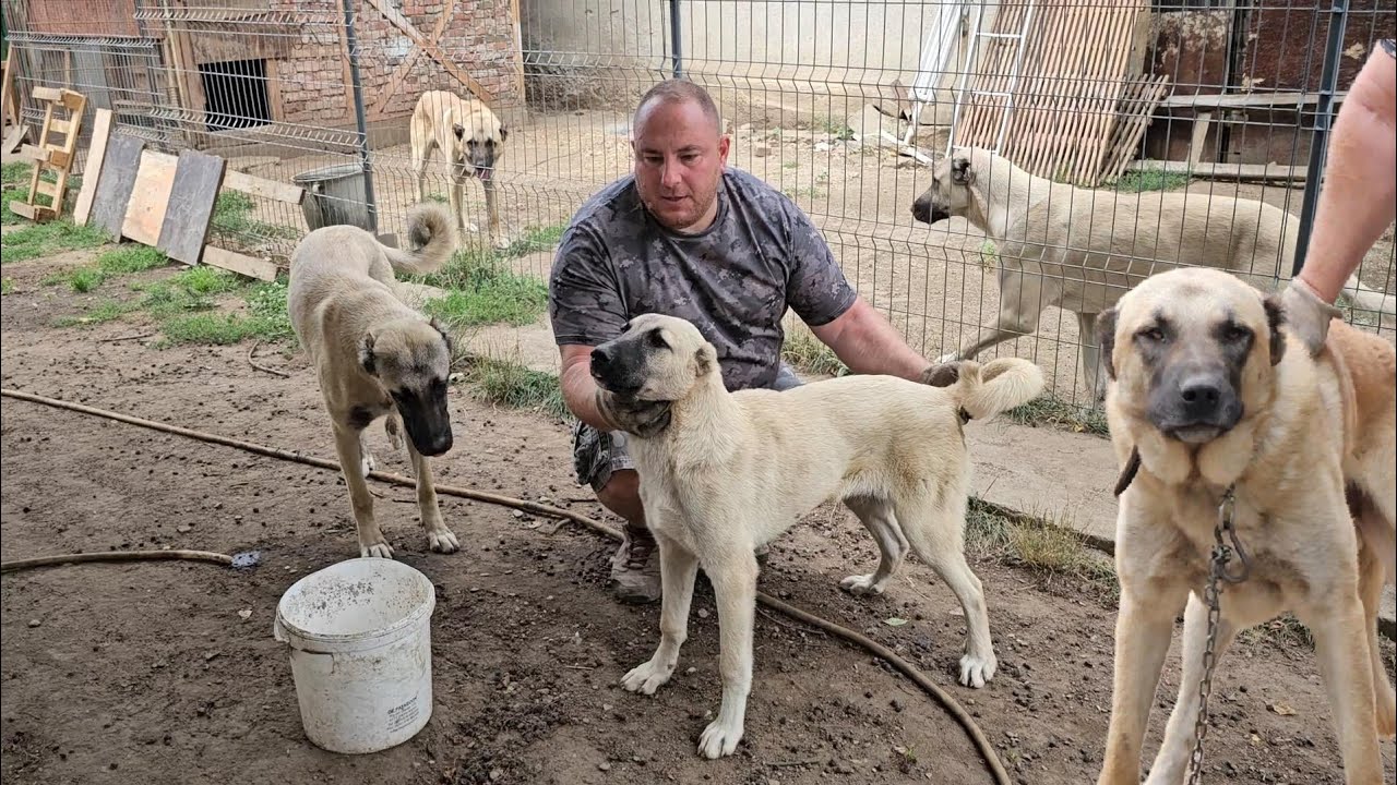 KANGALII ORIGINALI AI LUI DAN DIN CAMPINA.PREZENTARE CAINI SI DISCUTII ...