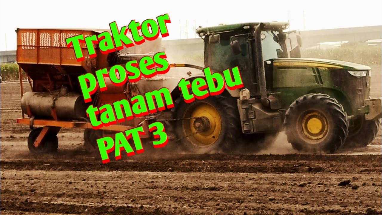 PAT3, budidaya tebu, cara menanam tebu yang baik, cara tanam tebu ...