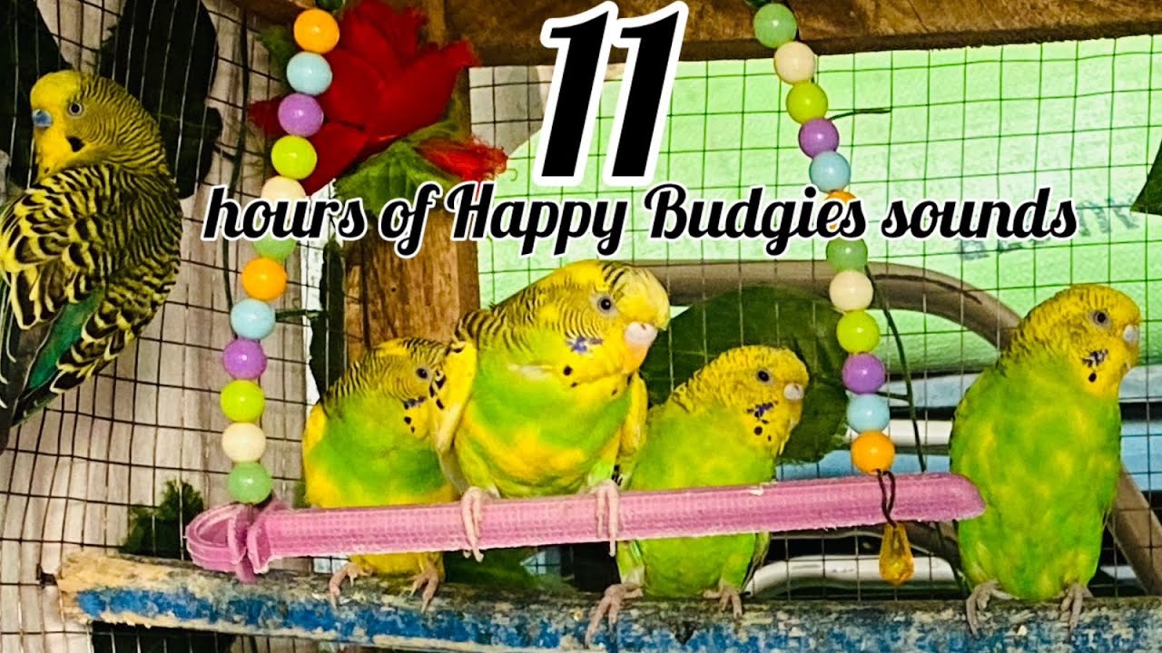 "11 Hours of Parakeet Natural Sounds: Budgies Playing, Talking, and ...