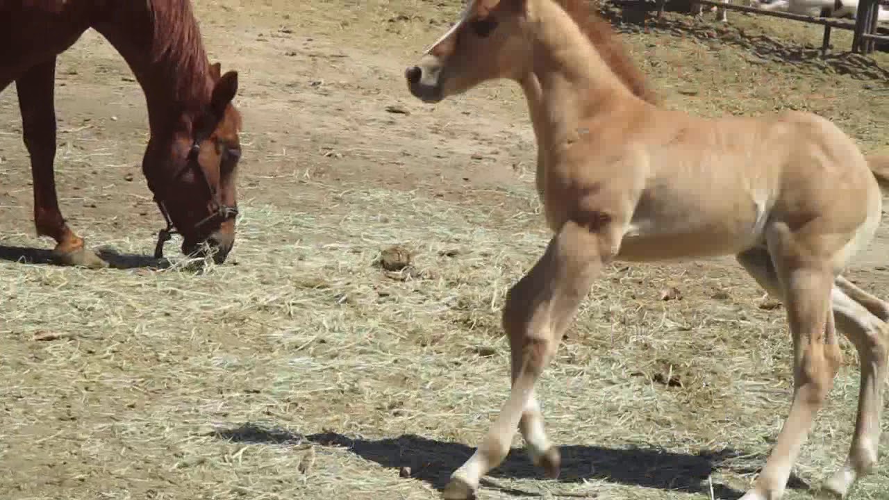 RED DUN COLT : RUNNING, COW & PERFORMANCE BRED - YouTube