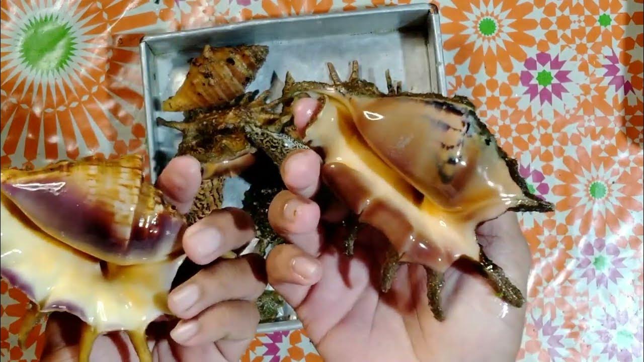 Saang Spider Shells Youtube