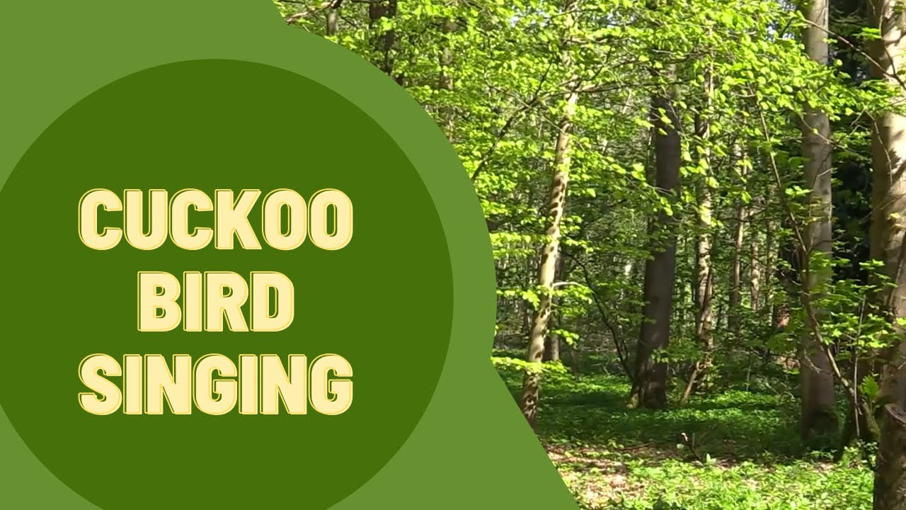 Cuckoo bird in the sunny forest singing for 10 hours straight - YouTube