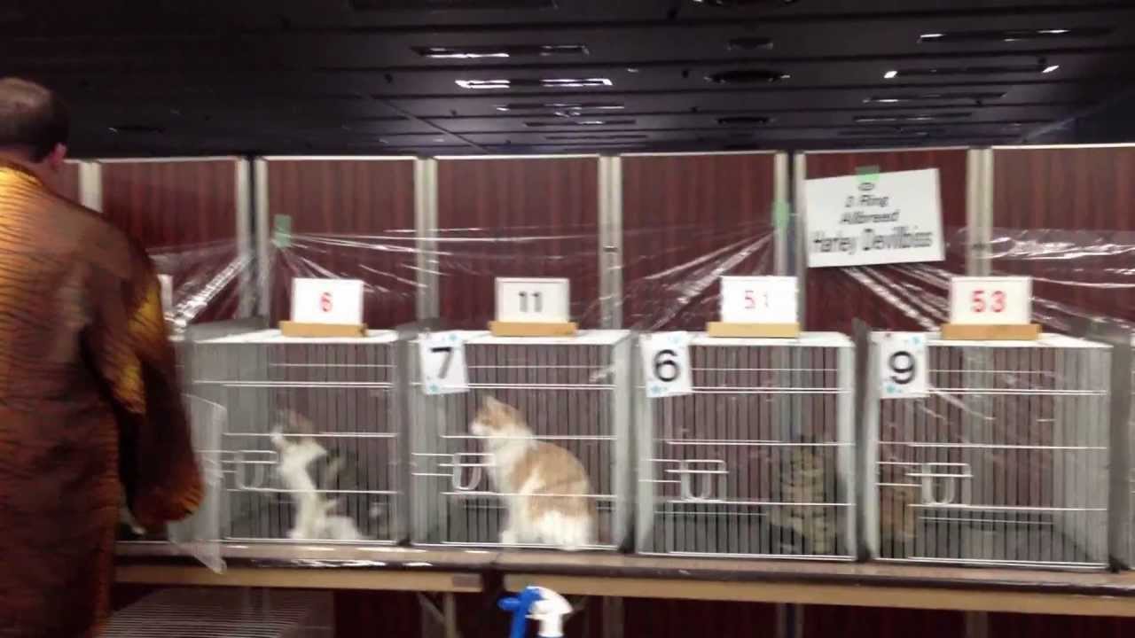 ECC Cat Show Kitten Final by Harley Devilbiss (01/19/2013) - YouTube