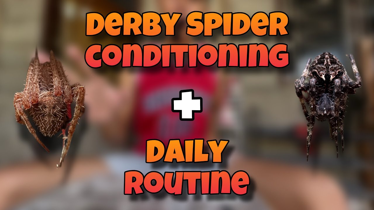 Derby Spider Conditioning + Daily Routine - YouTube