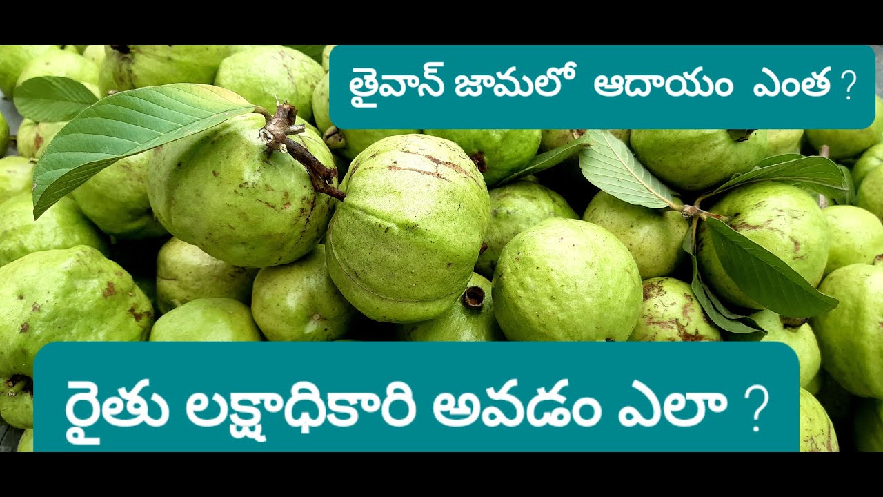 Taiwan jama ( ఆదాయం ఎంత ?/ ఖర్చు ఎంత ?) booking plants / MK Agro ...