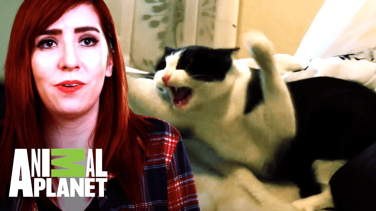 Gato súper violento no socializa con otros gatos | Mi gato endemoniado ...