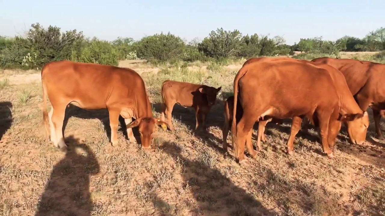 Spring Calving Sales - YouTube