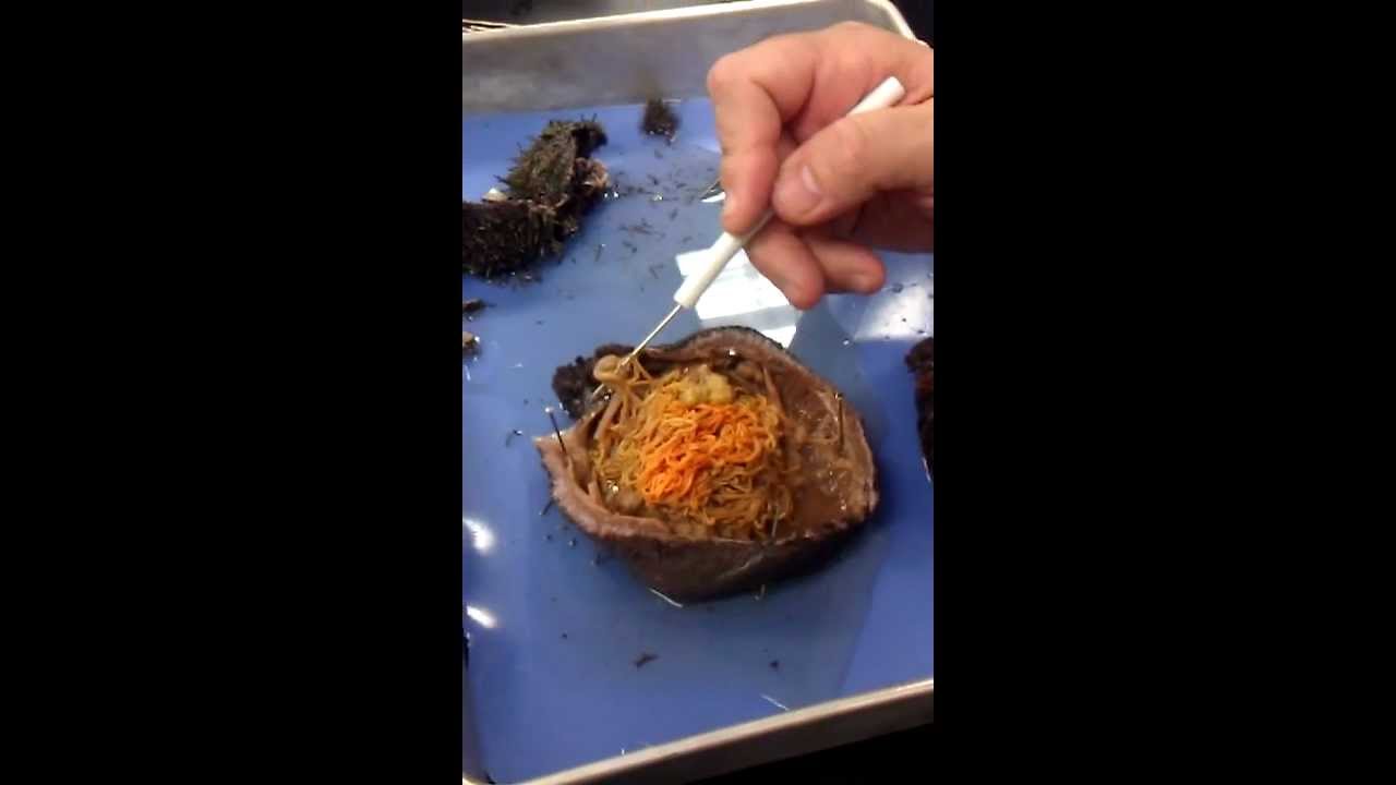 Lab Dissection of a Sea Cucumber (Prof Meyers) - YouTube