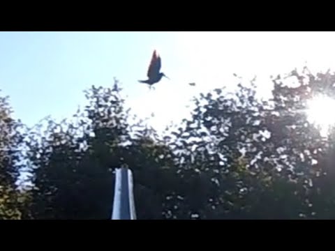 κυνήγι μπεκατσας Καλαμάτα - YouTube