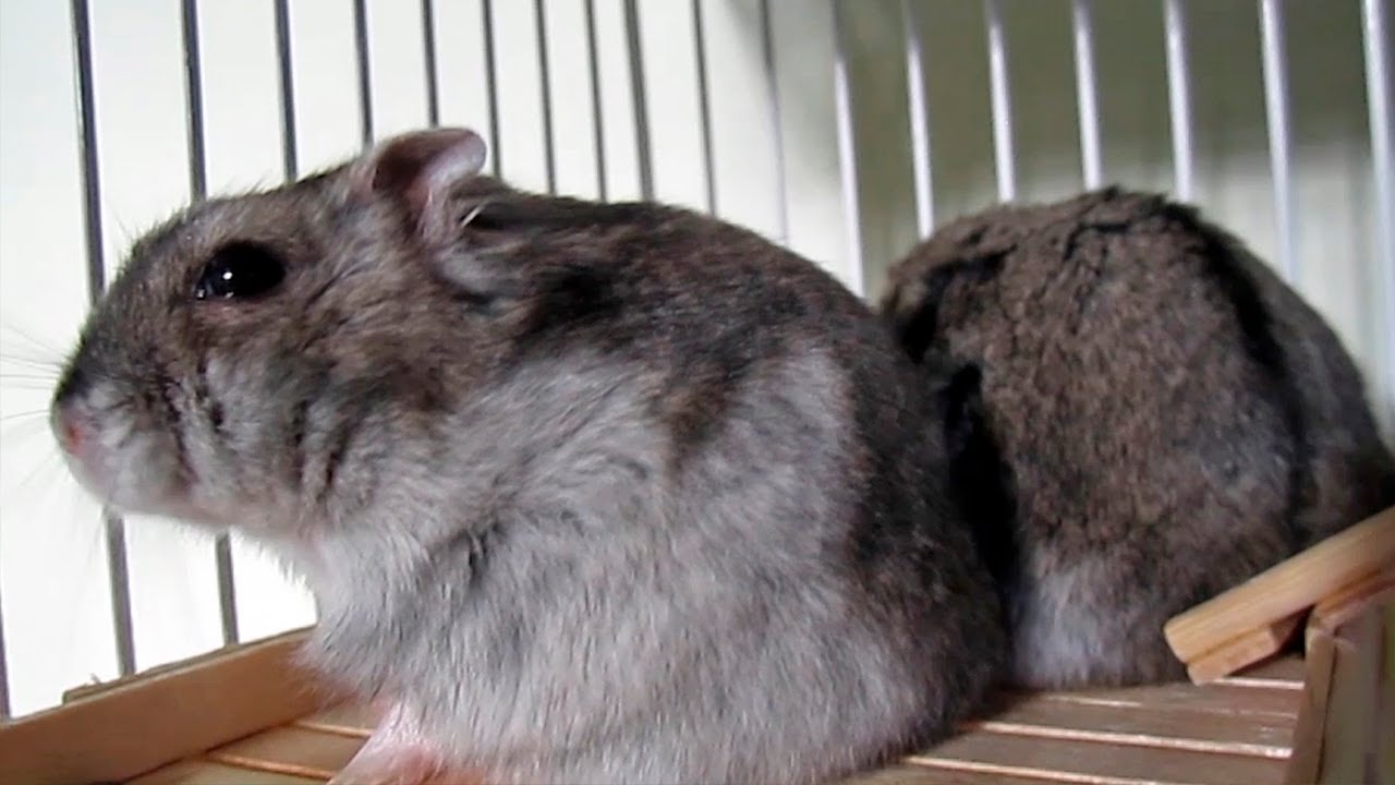 Hamster Anão Russo - Episódio 3 - YouTube