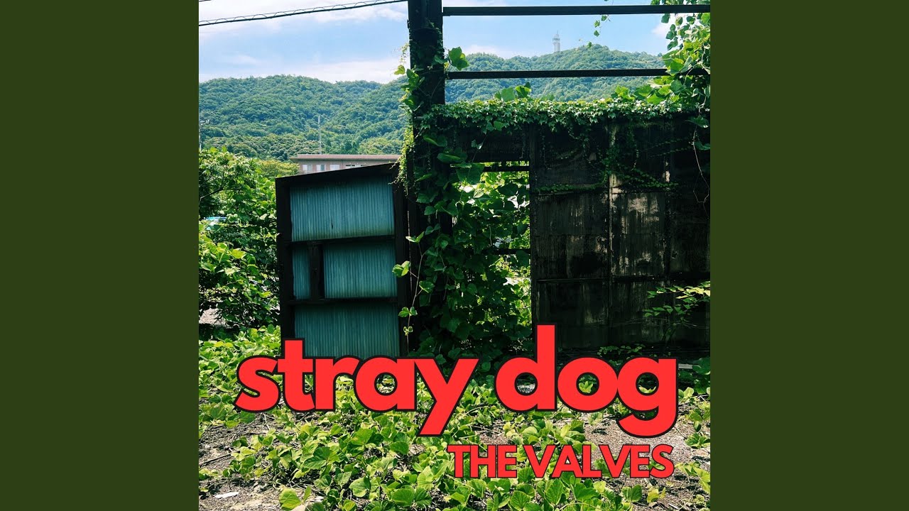 stray dog - YouTube