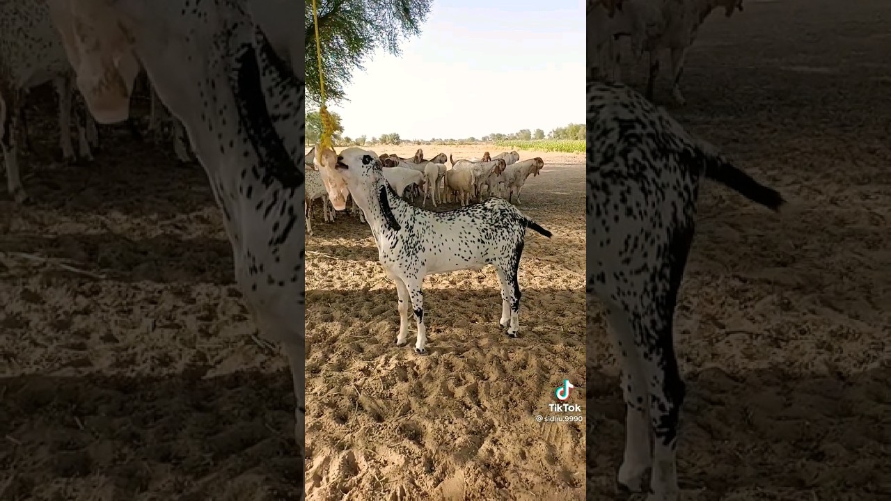 Qurabani Ky Bakry bital Masha Allah #goat #goatsfarm #animals # ...