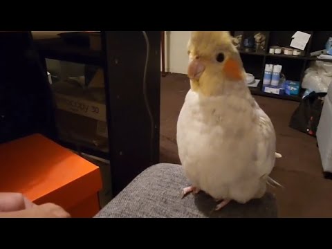 Cockatiel is scared of Fireworks - YouTube