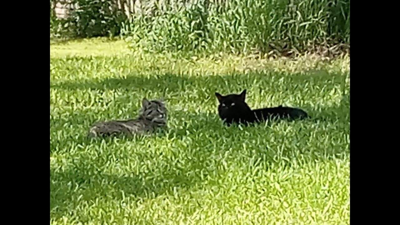 Curnes Cats Livestream ! P.M. - YouTube