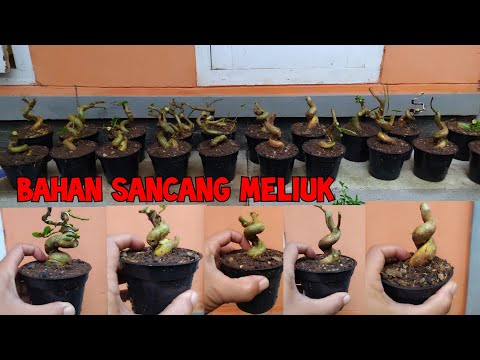 panen sancang sitho meliuk