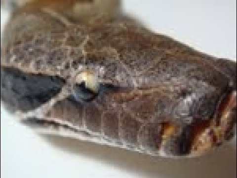 Enclosure build for Blood Python - YouTube