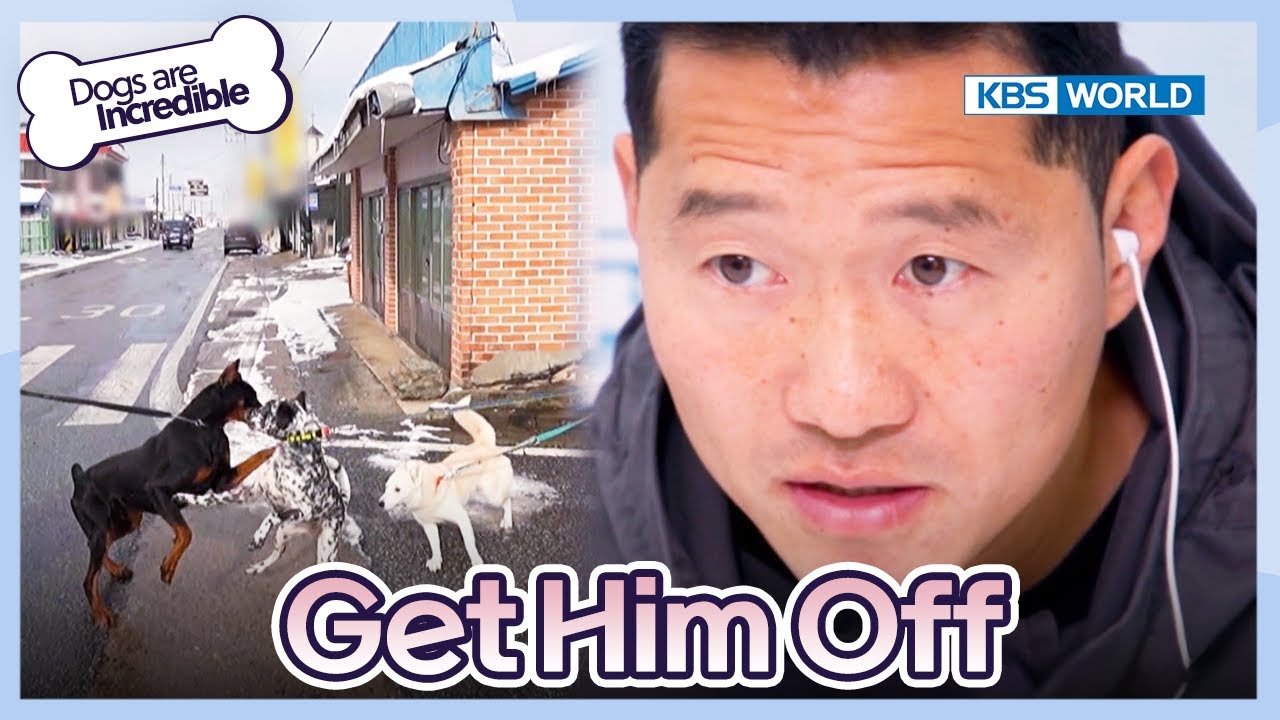 Get Him Off [Dogs are incredible : EP.206-2] | KBS WORLD TV 240213 ...