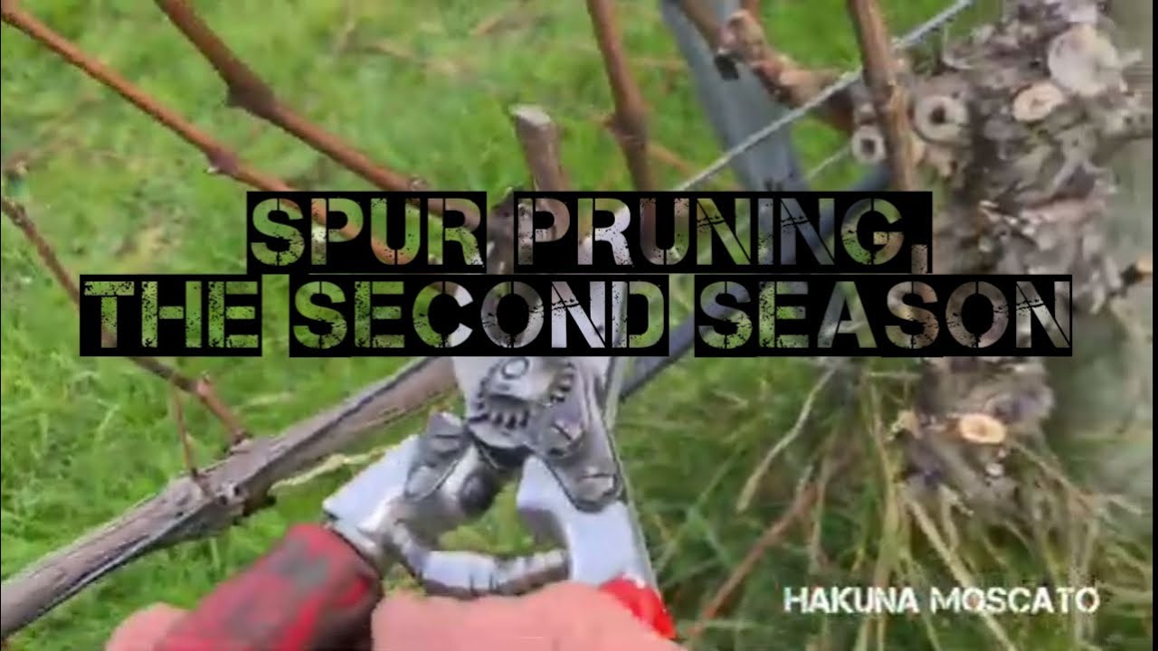 spur pruning a vine that was spur pruned the previous year - YouTube