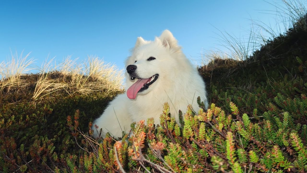 How to Care for a Samoyed: A Guide for New Pet Owners - YouTube