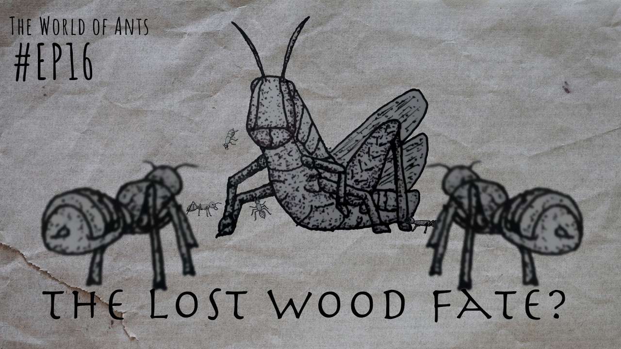 The SHOCKING Secret of The Lost Wood | Speculative Evolution Project ...