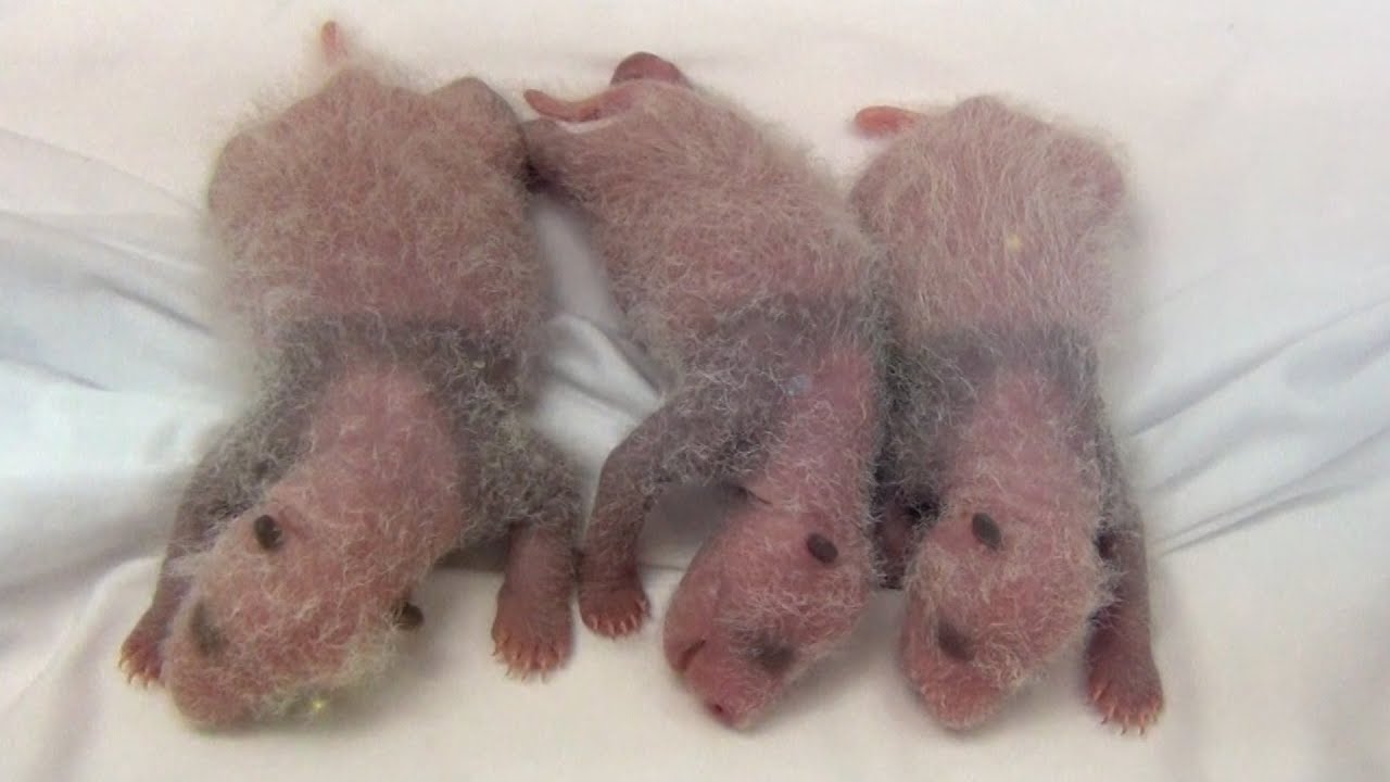 'Miracle' Panda Triplets Born in China - YouTube