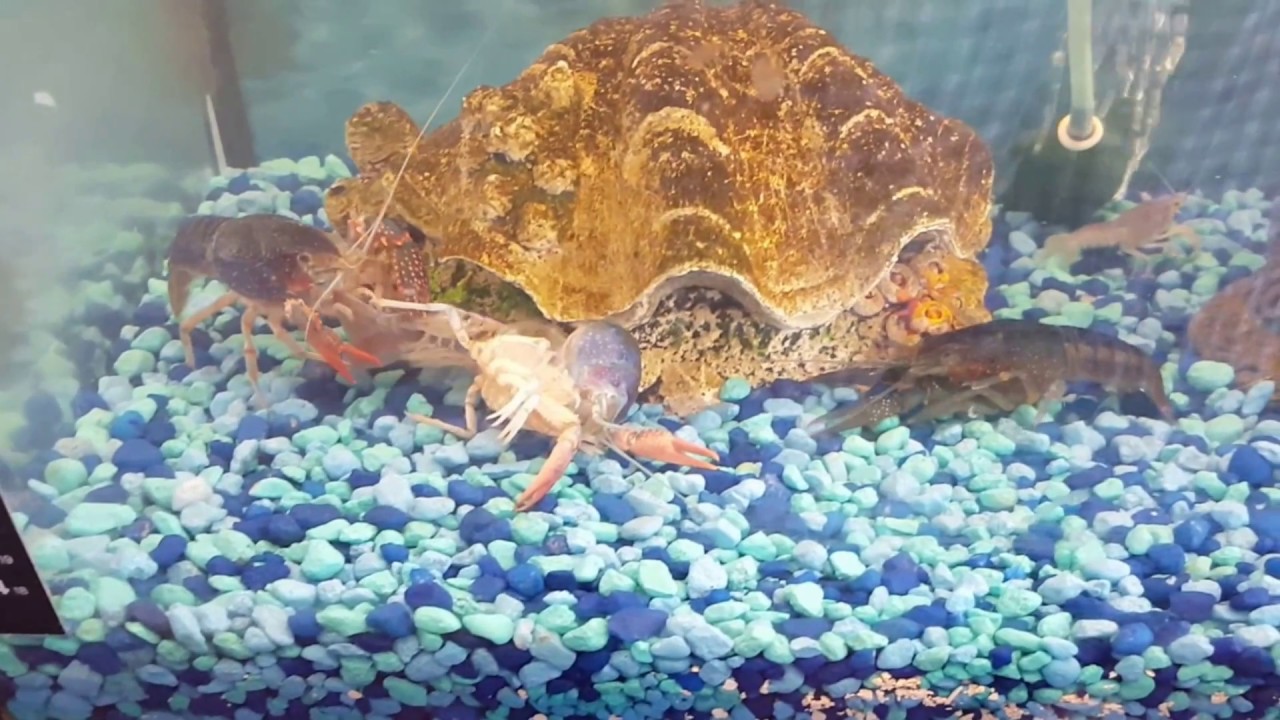 Molting Crayfish - YouTube