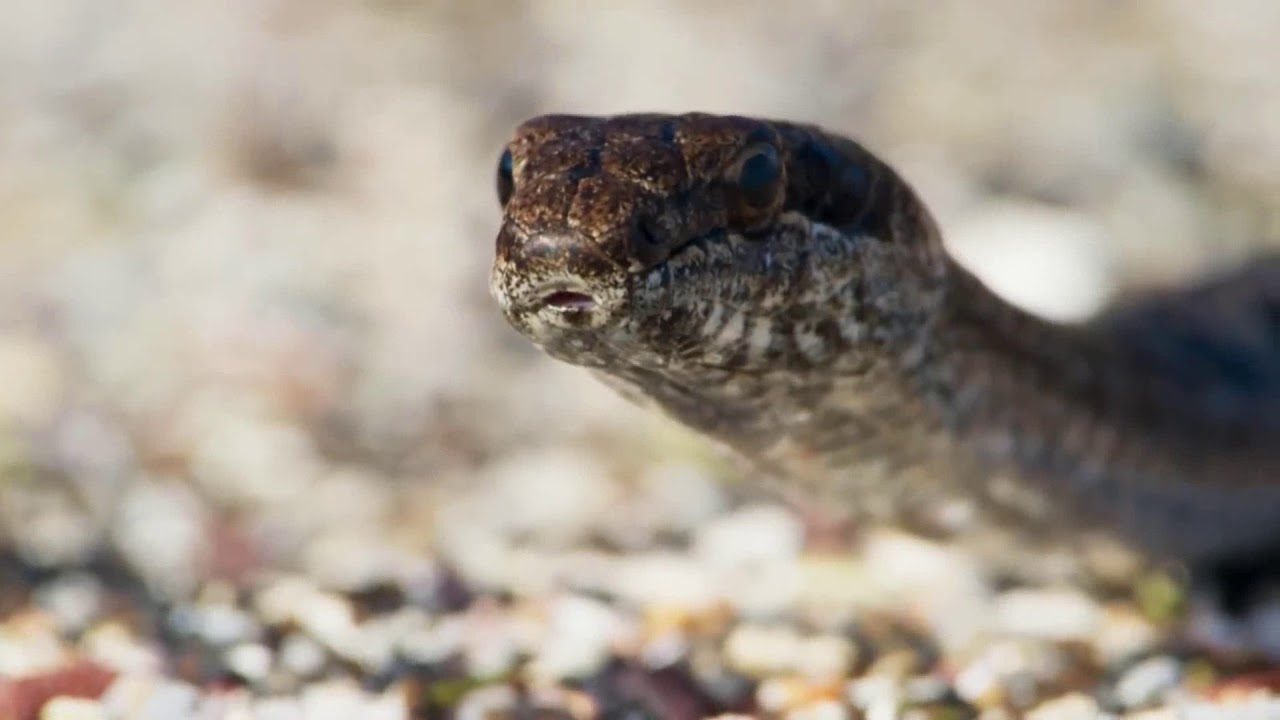 The Viral Galapagos Racer Snake - YouTube