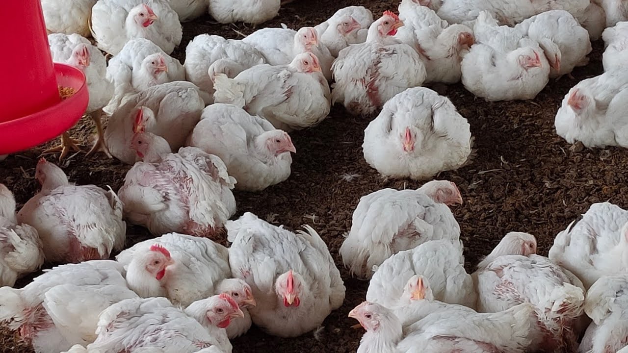 Low water intake in broiler farm,Nipple auto drinker result - YouTube