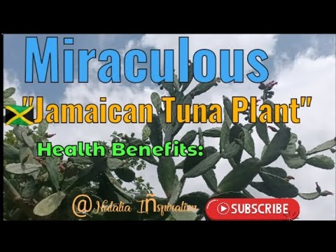 Jamaican Tuna Plant | Health Benefits 🇯🇲 #jamaica - YouTube