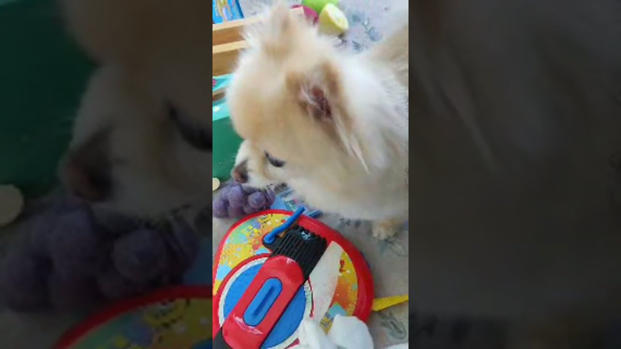 Meet our cute Lolly #dogs - YouTube