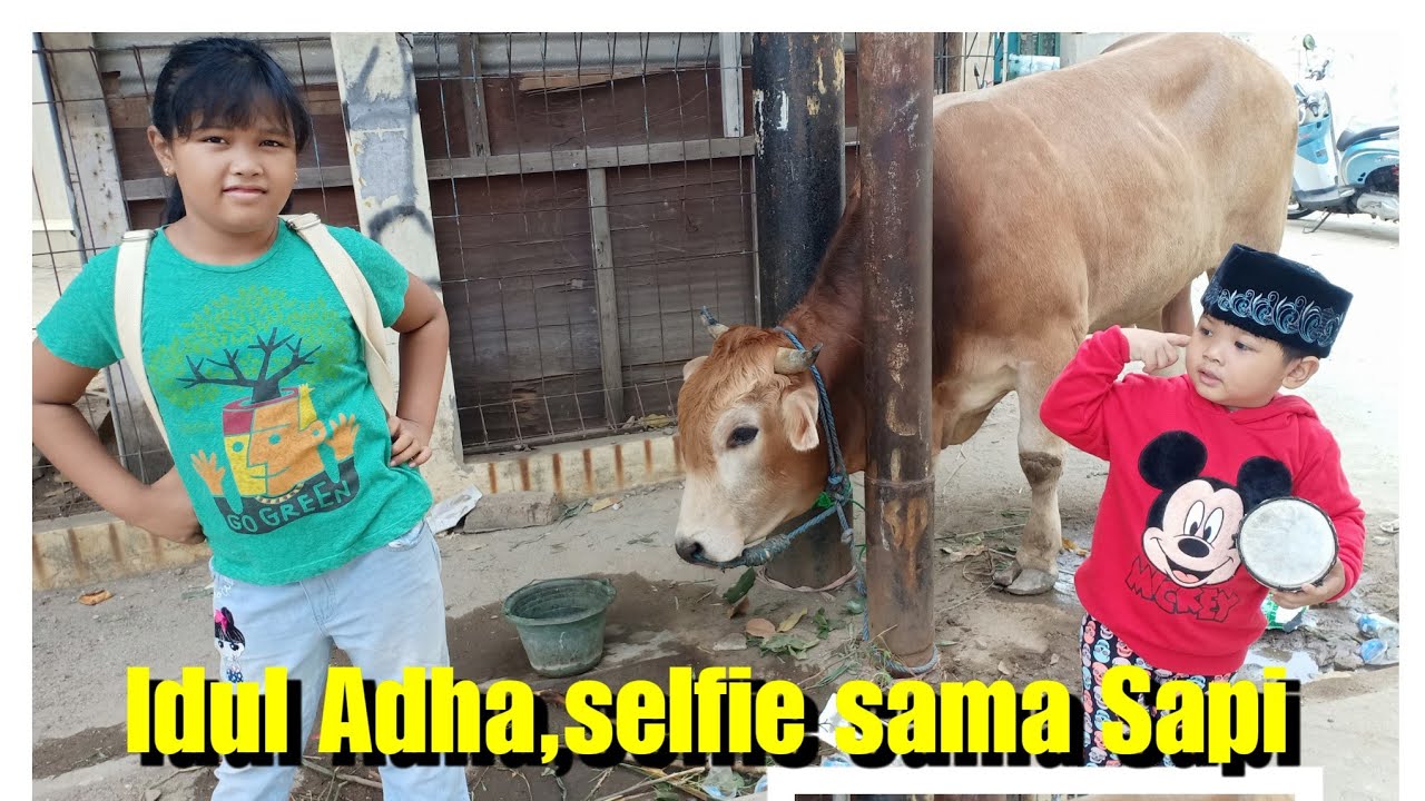 Idul Adha 2019 | Hewan kurban | Kambing dan Sapi | Selfie sama sapi 😁 ...