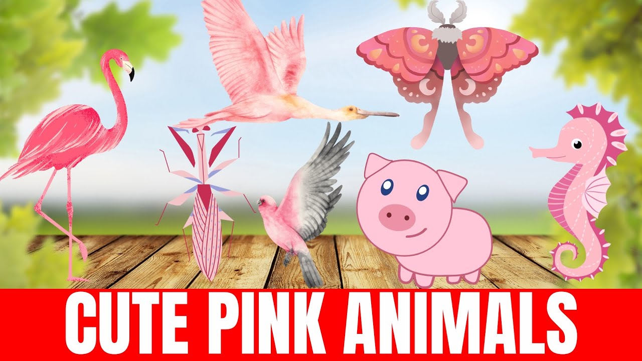 CUTE PINK ANIMALS for Kids - Spoonbill, Axolotl, Flamingo, Starfish ...